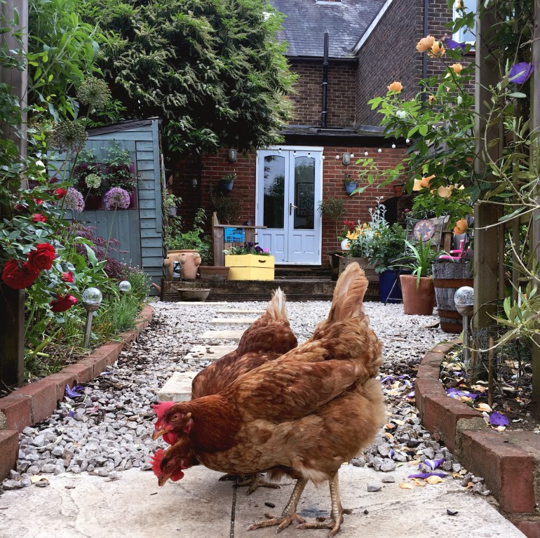 Chicken keeping: Battling egg-yolk peritonitis – the good life ain't easy