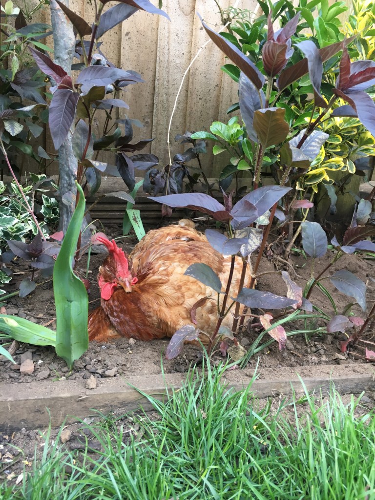 Chicken keeping: Battling egg-yolk peritonitis – the good life ain't easy