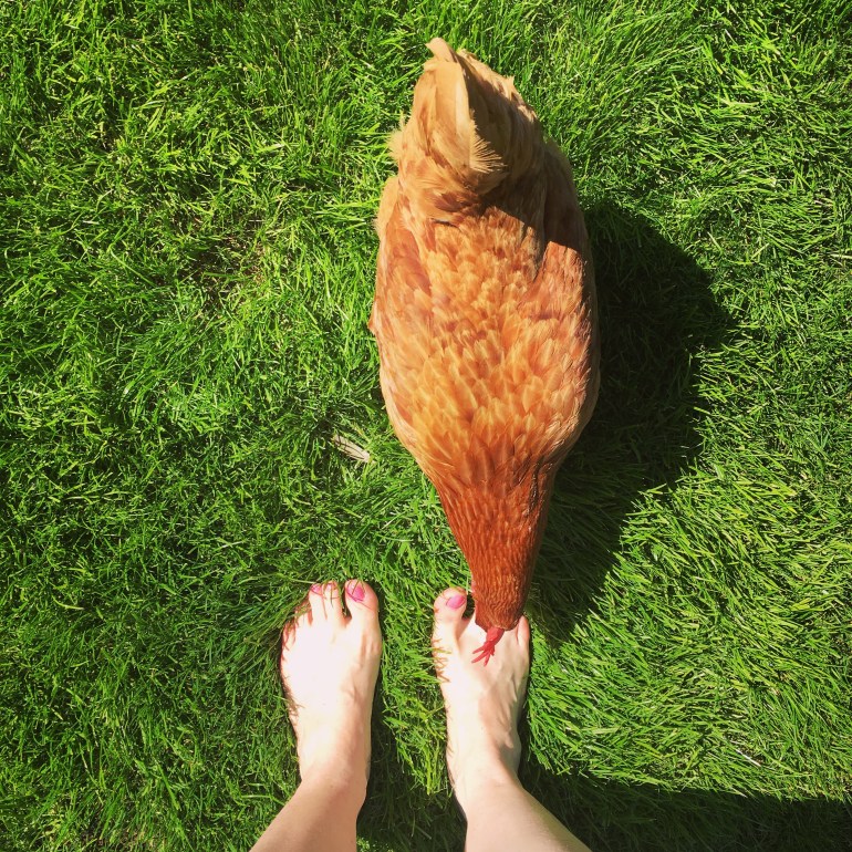 Chicken keeping: Battling egg-yolk peritonitis – the good life ain't easy