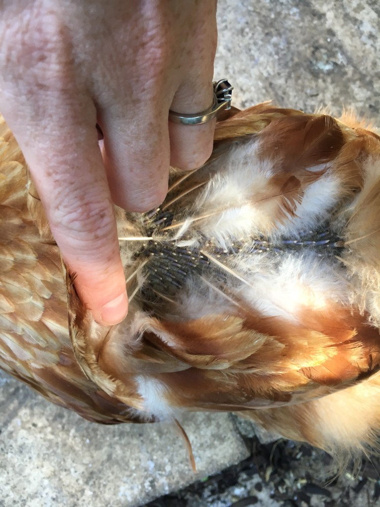 Chicken keeping: Battling egg-yolk peritonitis – the good life ain't easy