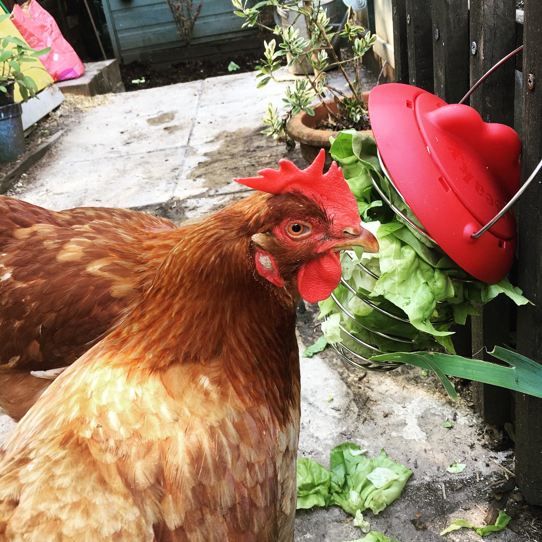 Chicken keeping: Battling egg-yolk peritonitis – the good life ain't easy